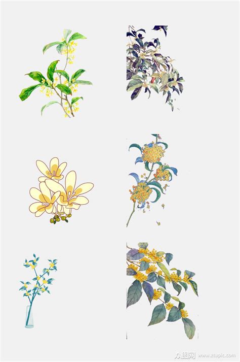 桂花创意画桂花怎么画创意大山谷图库