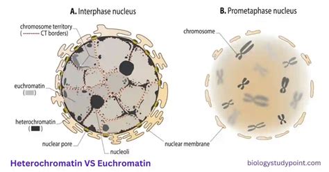 Heterochromatin Vs Euchromatin Definition Types Function