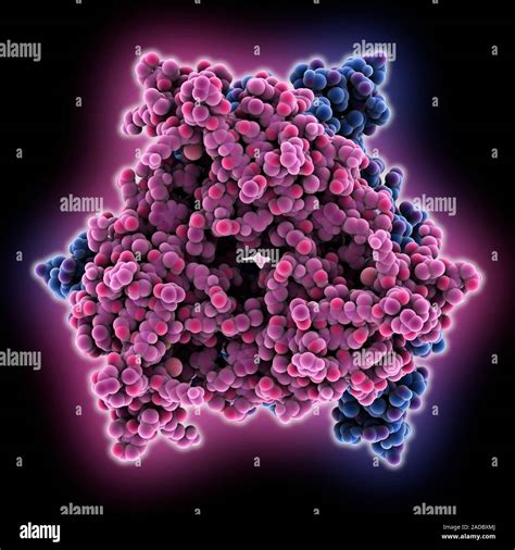 Ptps Synthase Molecule Computer Model Showing The Structure Of The