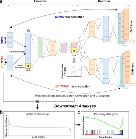 The Architecture Of Scmdc Scmdc Has One Encoder For The Concatenated