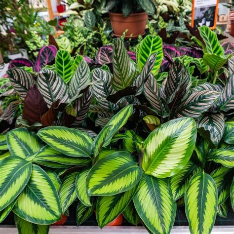 Plant Taxonomy Mns2009