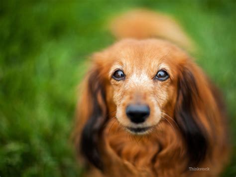 Hyperparathyroidism How This Tumor Increased One Dachshunds Thirst
