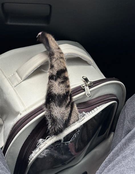 นายแมวพเนจร นายแมวพเนจร Added A New Photo