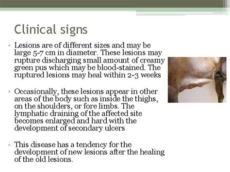 Ulcerative Lymphangitis Pesudotuberculosis Or Ulcerative Cellulitis