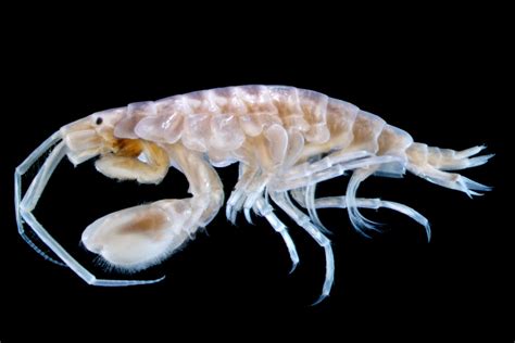 New Amphipod Species Discovered On Museum Shelves Canadian Museum Of Nature