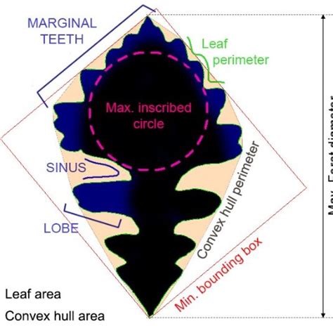 Leaf Shape Study Based On Qualitative Features E G Leaf Lobes Download Scientific Diagram