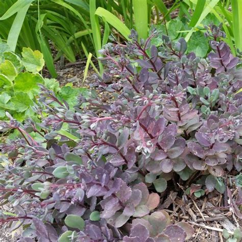 Sunsparkler® Dazzleberry Sedum Nature Hills Nursery
