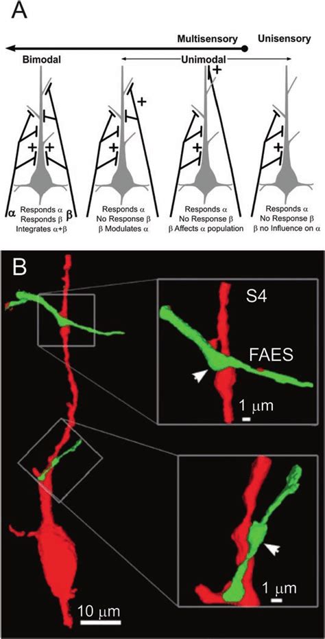 3 Putative Patterns Of Synaptic Connectivity Underlying The Range Of