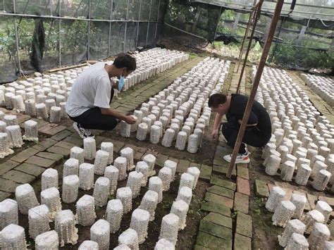 温泉县晶莹玉木耳 璀璨致富路 种植