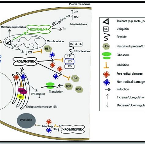 Neurodegenerative Diseases And Genes Associated With Proteostasis