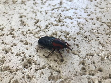 Crash Landed On My Porch In South Florida Rwhatsthisbug