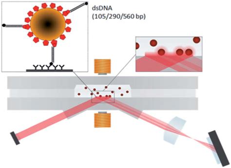A Schematic View Of The Assay Configuration And The Optomagnetic