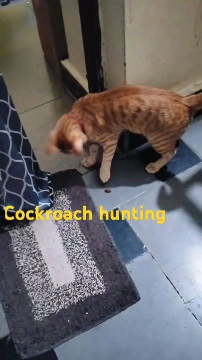 Kittens Cocorach Hunting Trendingshorts Ytshorts Catlover Hindi Youtube