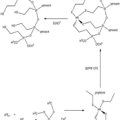 Scheme For Preparation Of Nd Iii Imprinted Mercapto Functionalized Download Scientific Diagram