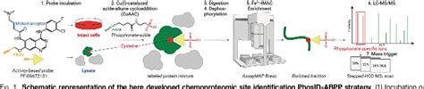Figure From Site Specific Activity Based Protein Profiling Using Phosphonate Handles