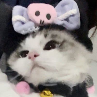 パパイヤ ARUMANTG Twitter