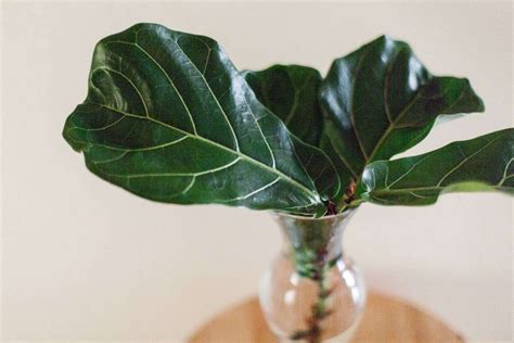 How To Propagate Fig Trees In Water Easy Tips Aker