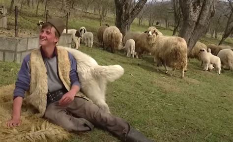 Ireal Cu Ce Fruct „exotic” A Ajuns Un Cioban Român Să și Hrănească Oile