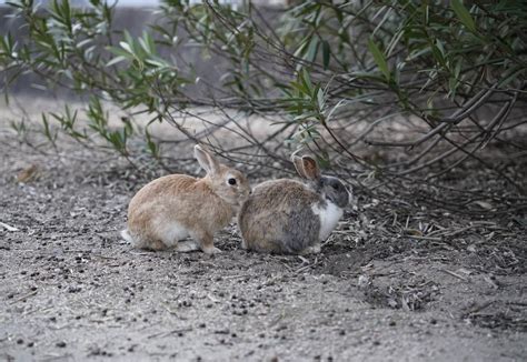 This Year Of The Rabbit Visit Some Of The Best Japanese Sightseeing