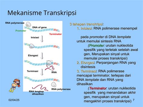 Proses Transkripsidantranslasidnappt