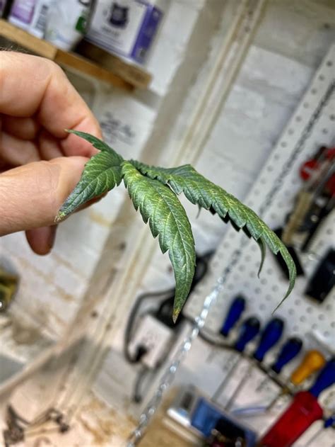 Leaf Diagnosis Sought Rrvahomegrown