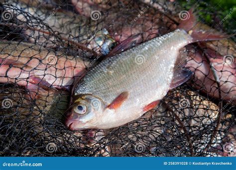 Brea Blanca De Agua Dulce O Besugo De Plata Sobre La Mano Con Brea De Bronce O Brea De Carpa