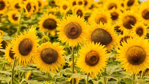 Tournesol Comment Faire Pousser Cette Fleur Emblématique Dans Votre