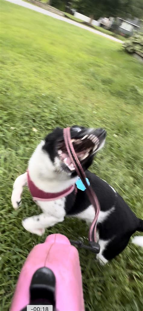 Why Is She Such A Doofus Rchihuahua