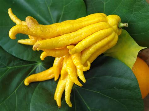 Zitronenbaum Buddhas Hand Buddhas Hand Kleinanzeigende Ovmn