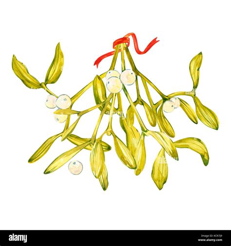Watercolor Illustration Of Green Mistletoe The Symbol Of A Kiss