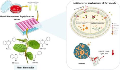 对耐甲氧西林金黄色葡萄球菌 Mrsa 具有抗菌活性的植物黄酮类化合物 Acs Infectious Diseases X Mol