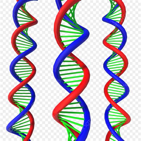 Dna Double Helix 3d Model