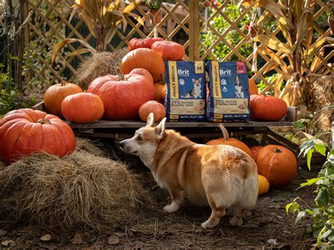 5 мифов о кормлении собак и кошек Фонд помощи животным «РЭЙ Дзен