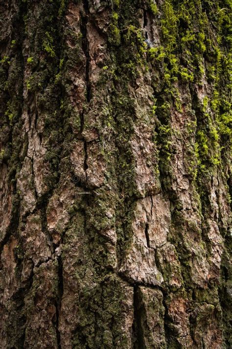 Tree Trunk With Moss And Lichen Mossy Bark Tree Texture Stock Image Image Of Design Green