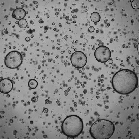 Organoids Images Instance Segmentation Dataset By Loimages