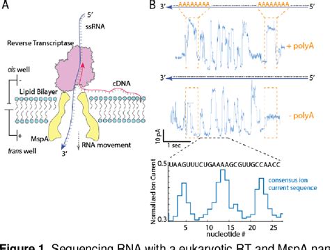 Figure 1 From Secondary Structure Detection Through Direct Nanopore Rna
