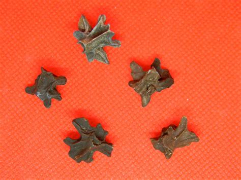 Fossil Specimen Snakes Jurassic James