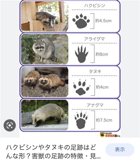 kumamin on Twitter さっきウッドデッキに置いてあったメダカがアライグマに食い荒らされたバシャバシャ豪快な水の音がして