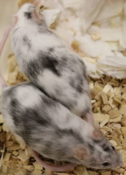 Gene Editing Used To Create Single Sex Mice Litters