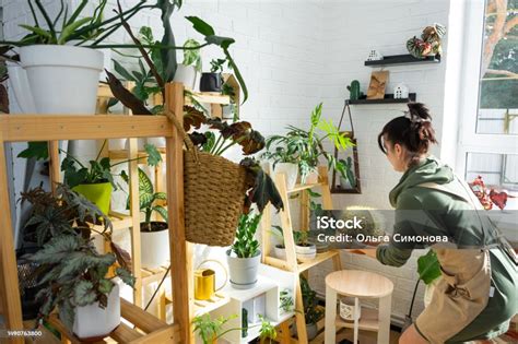 큰 Echinocactus Gruzoni는 국내 식물의 선반 컬렉션과 함께 온실의 내부에있는 여자의 손에 가정 작물 생산 냄비에 선인장에 감탄하는 식물 육종가 30 34세에