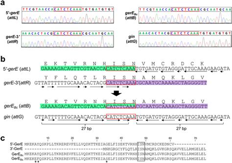 Nucleotide Sequence