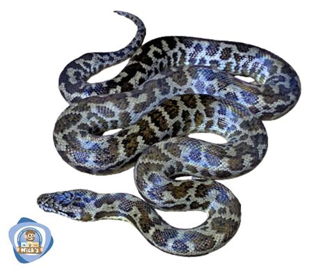 Spotted Python Adult Nicks Aquarium Oceanarium Terrarium