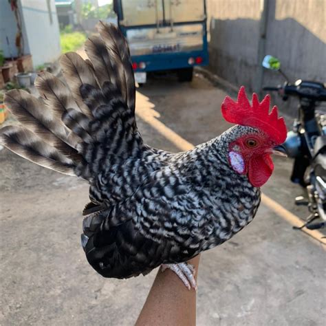 Hội Gà Tre Mini Tre Kiểng