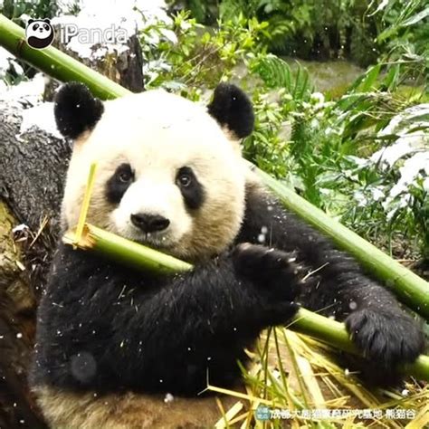 16 Interesting Facts About Pandas