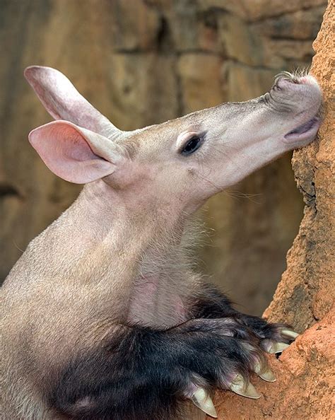 Aardvark Nose