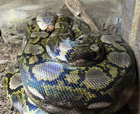Reticulated Python Zoochat