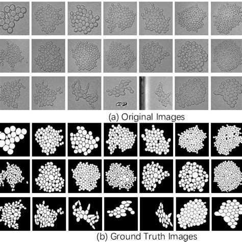 The Images In Yeast Cell Dataset A Shows The Original Yeast Image