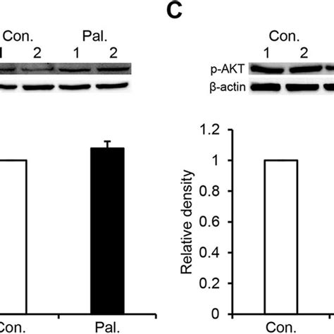 Palmatine Inhibits Pi3k Akt Pathway And Increases Pten Activity In An