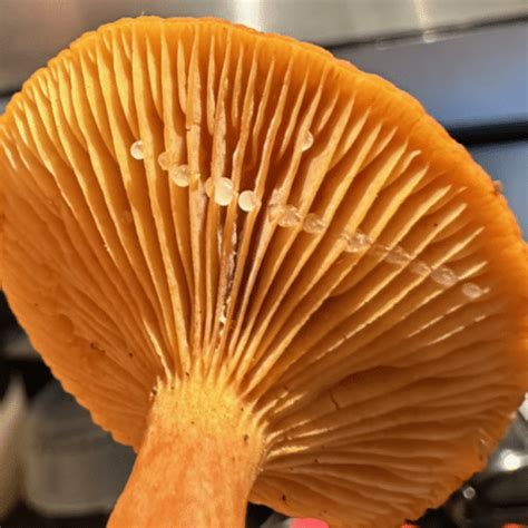 Candy Caps Salish Mushrooms