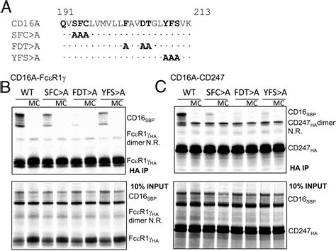 Transmembrane Features Governing Fc Receptor Cd16a Assembly With Cd16a